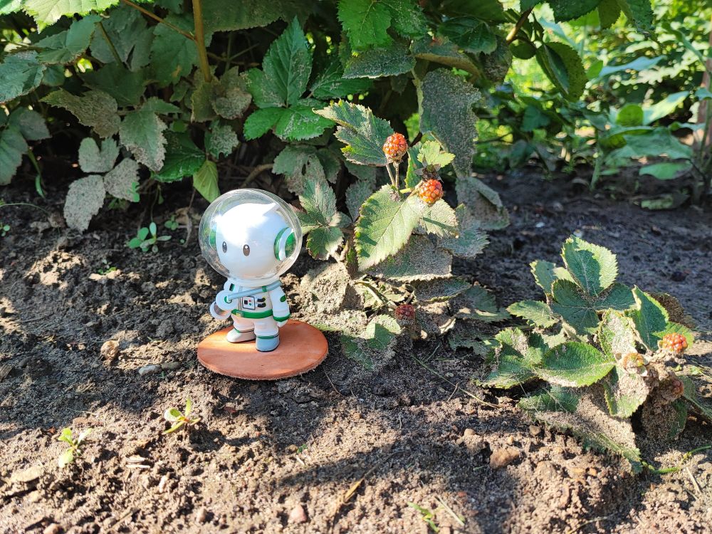 Ollie’s Pics from the Garden in Canada