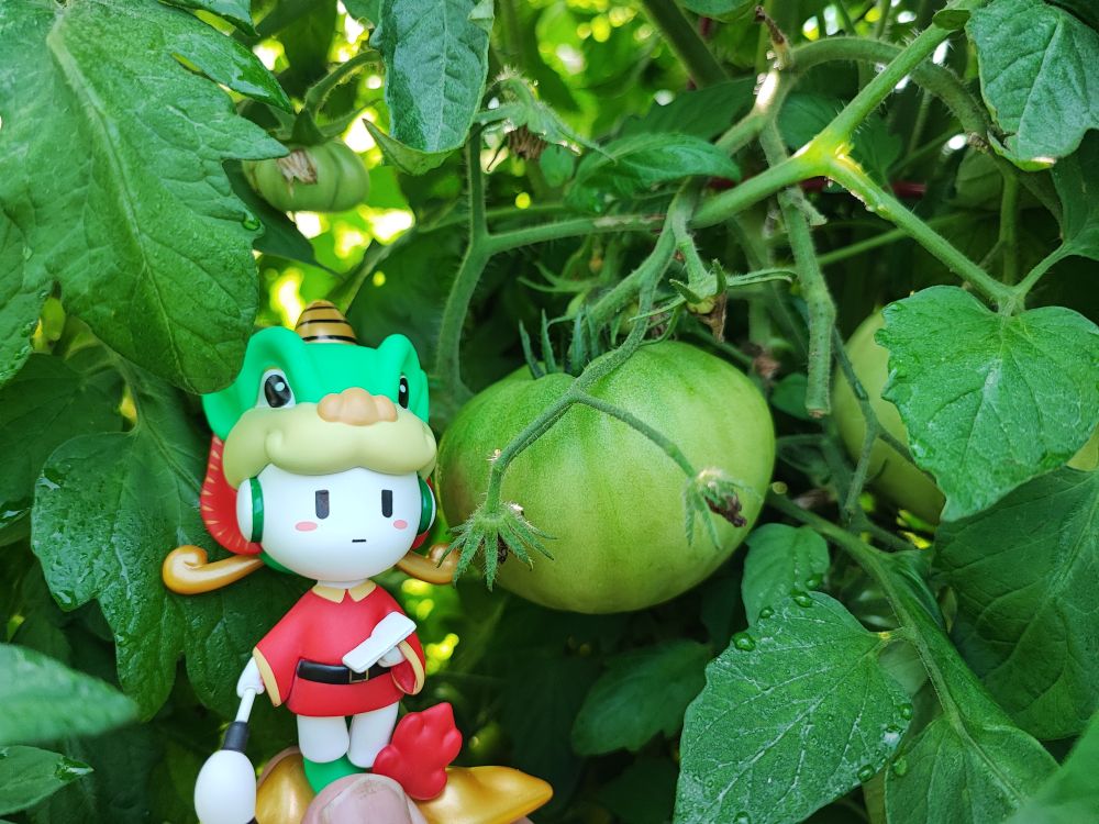 Ollie’s Pics from the Garden in Canada