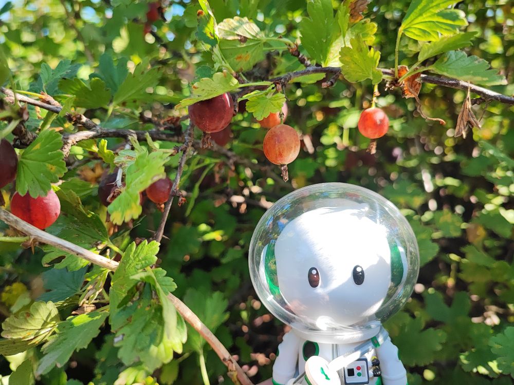 Ollie’s Pics from the Garden in Canada