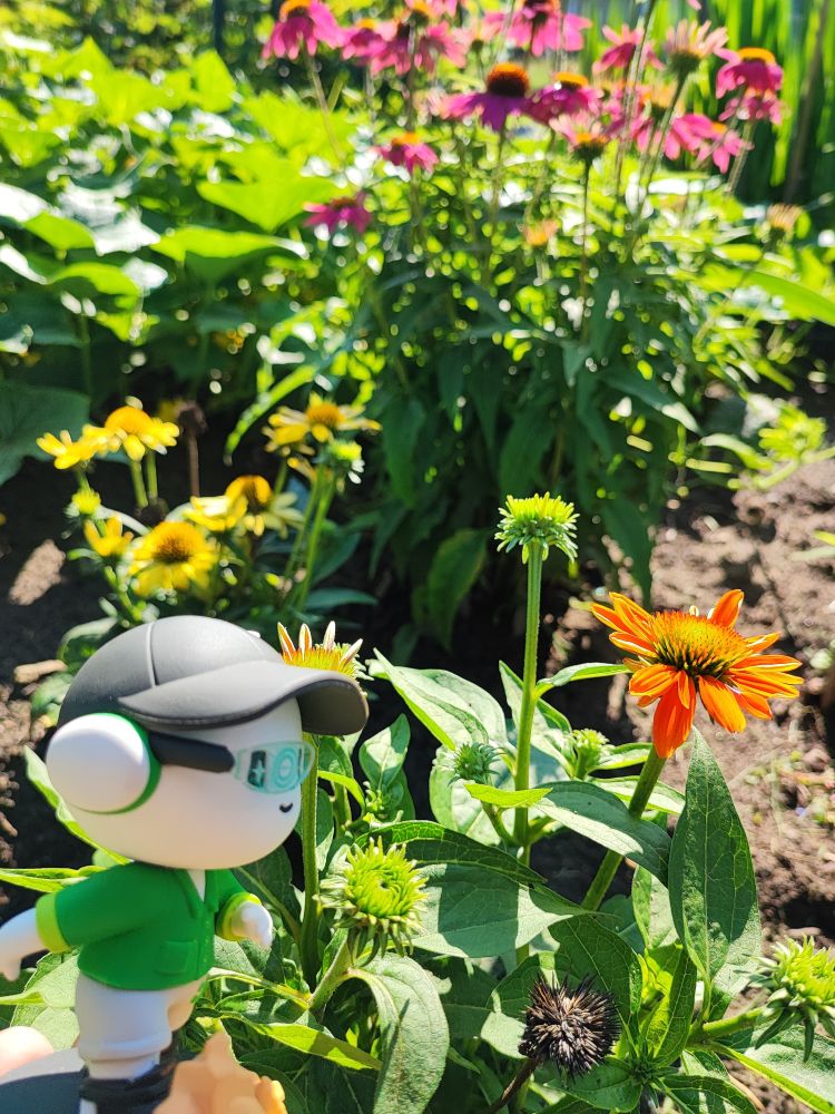 Ollie’s Pics from the Garden in Canada