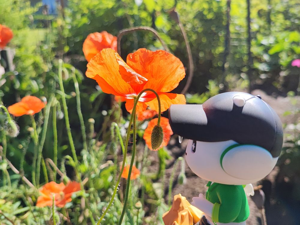 Ollie’s Pics from the Garden in Canada