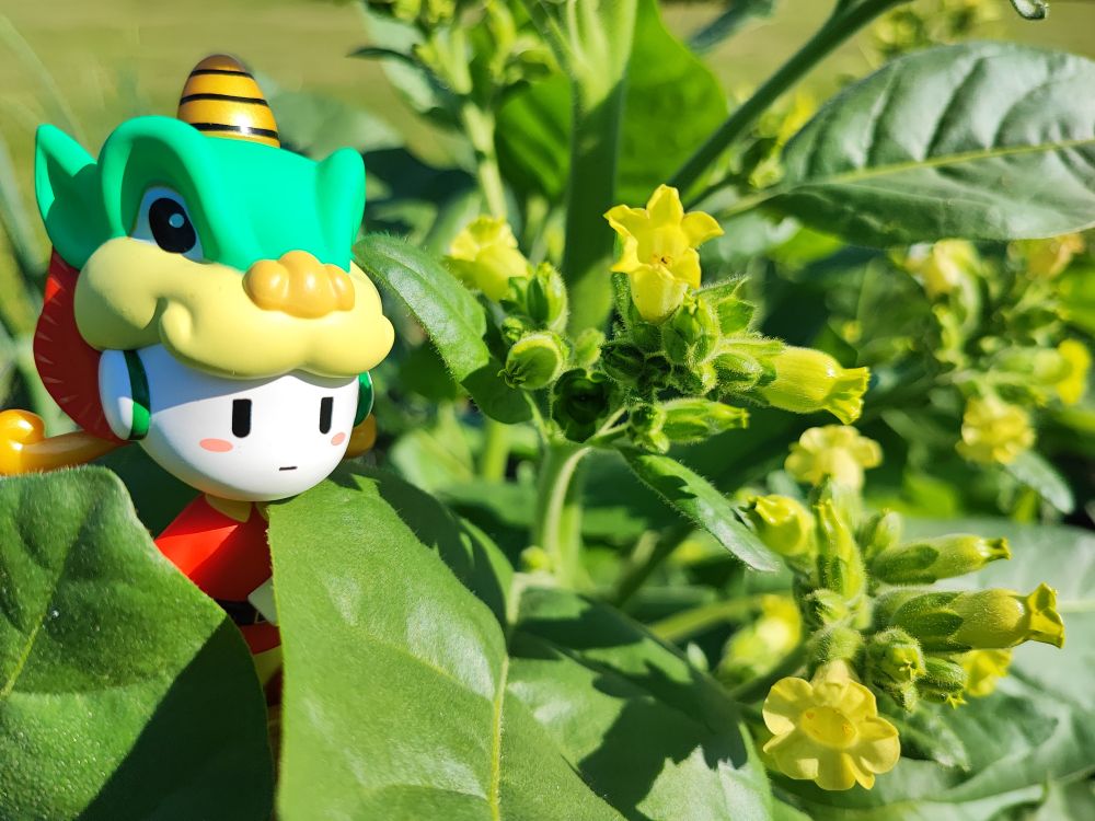 Ollie’s Pics from the Garden in Canada