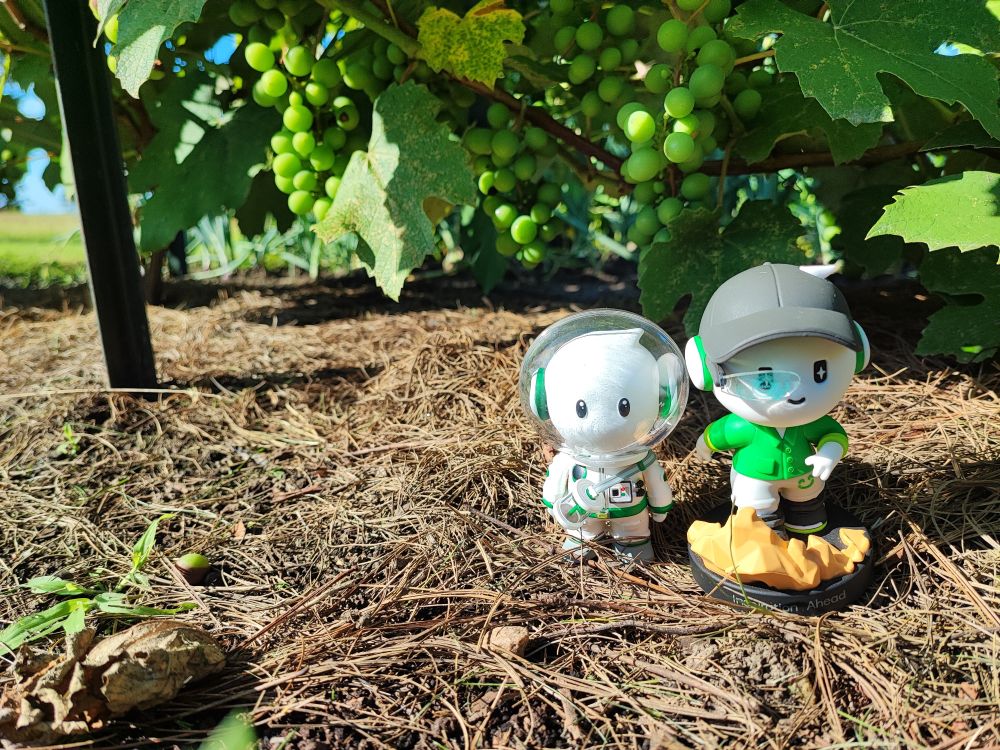 Ollie’s Pics from the Garden in Canada