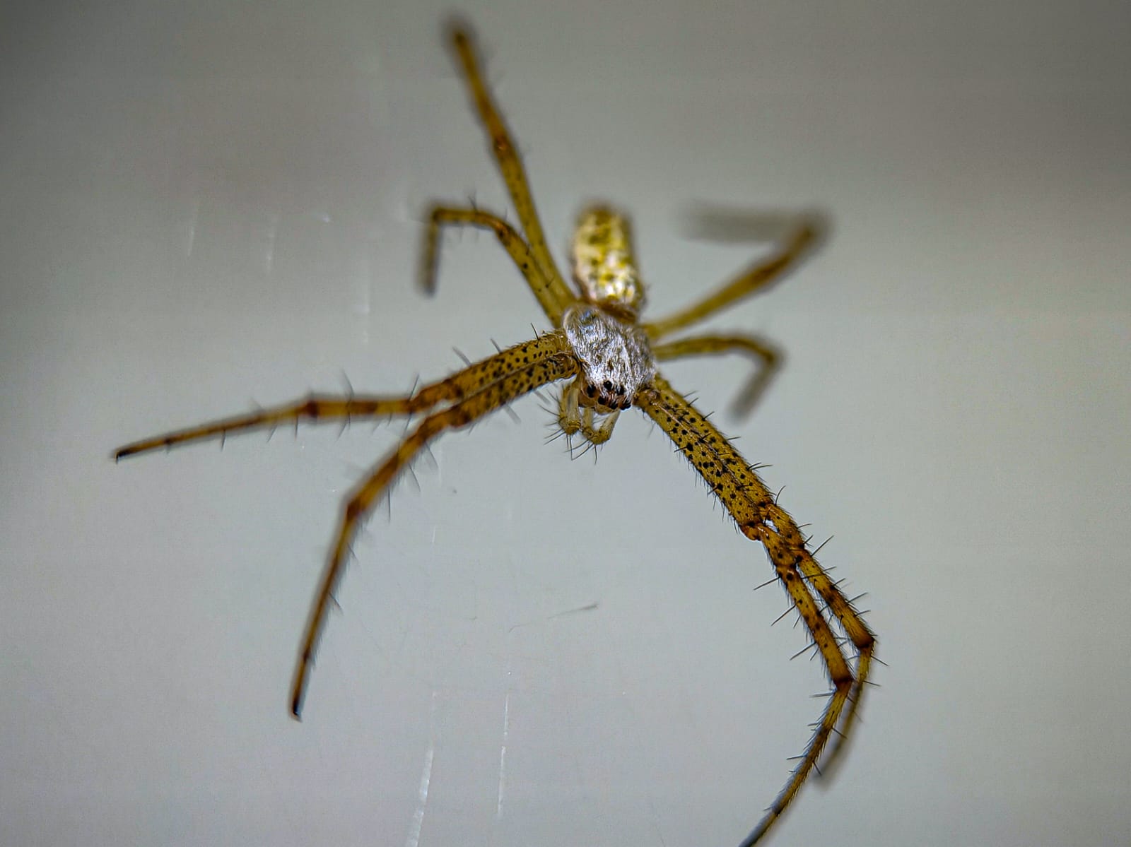 Do we eat spiders while we sleep?