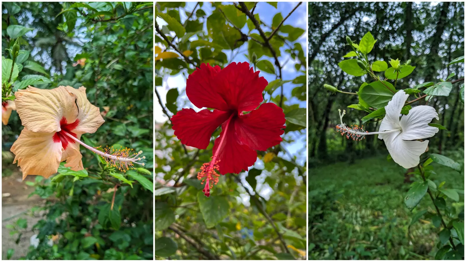 Embracing Nature's Beauty: The Radiance of Flowers 🌺