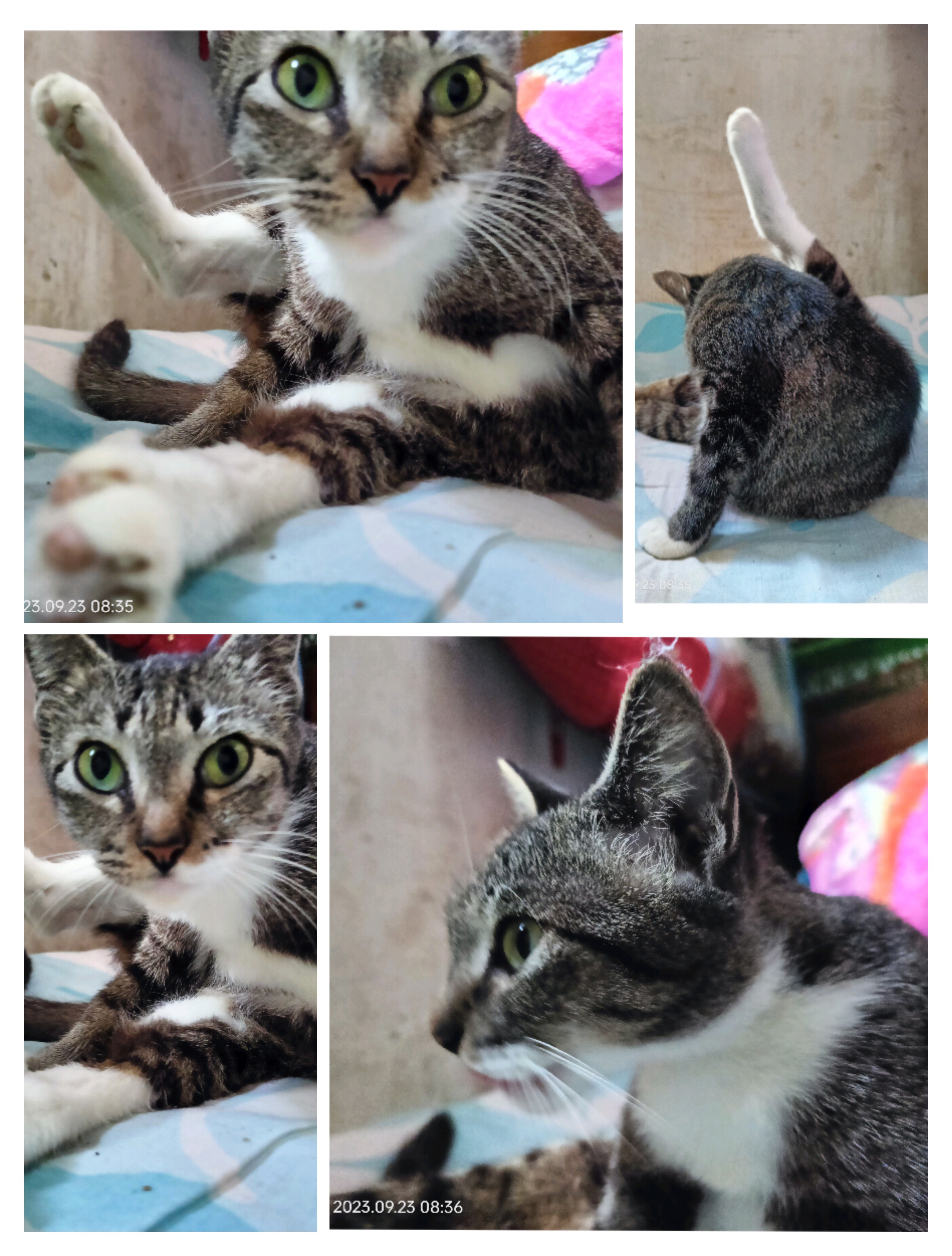 Bebe