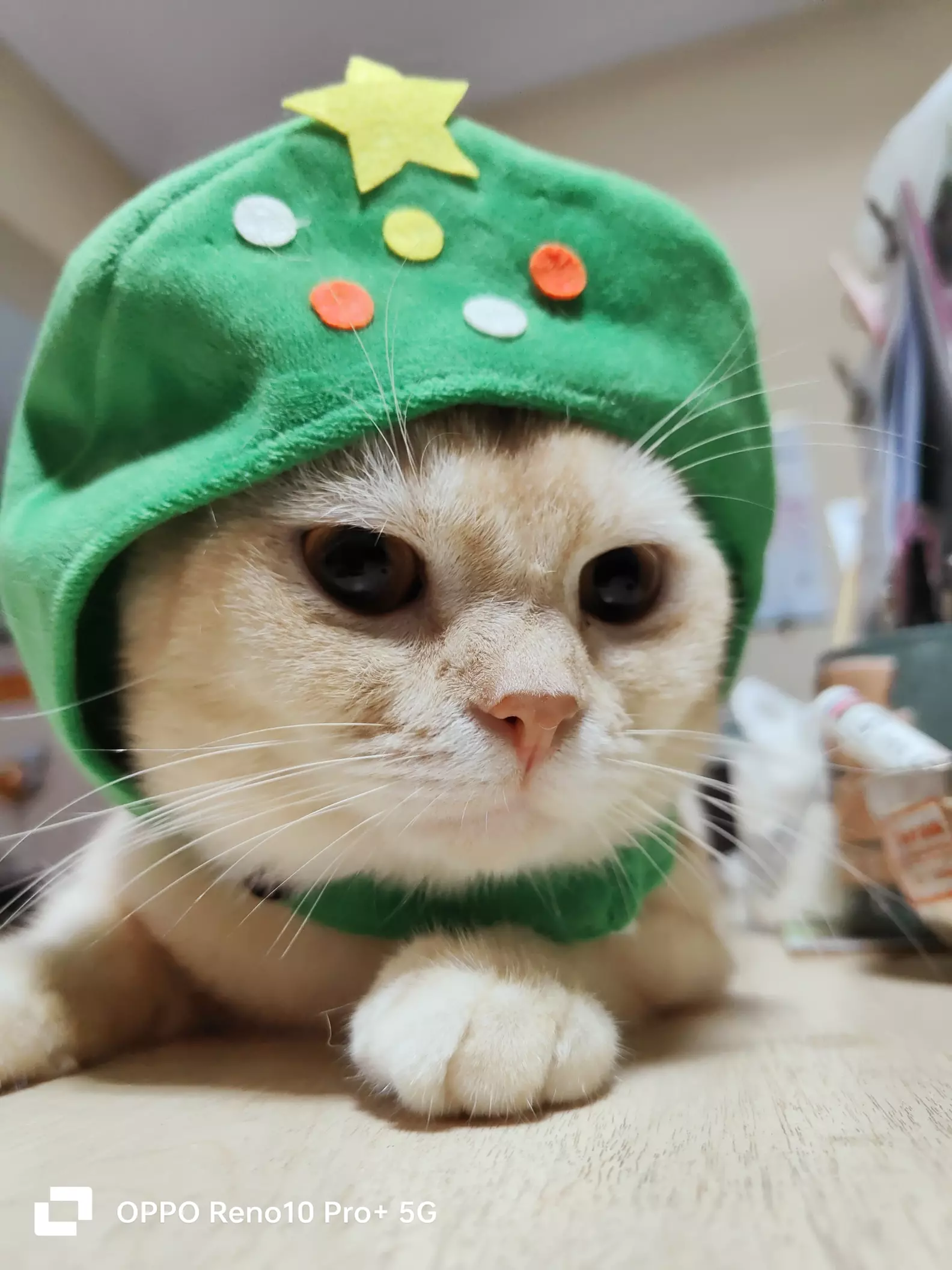A cat will be your furever friend 😸 ️