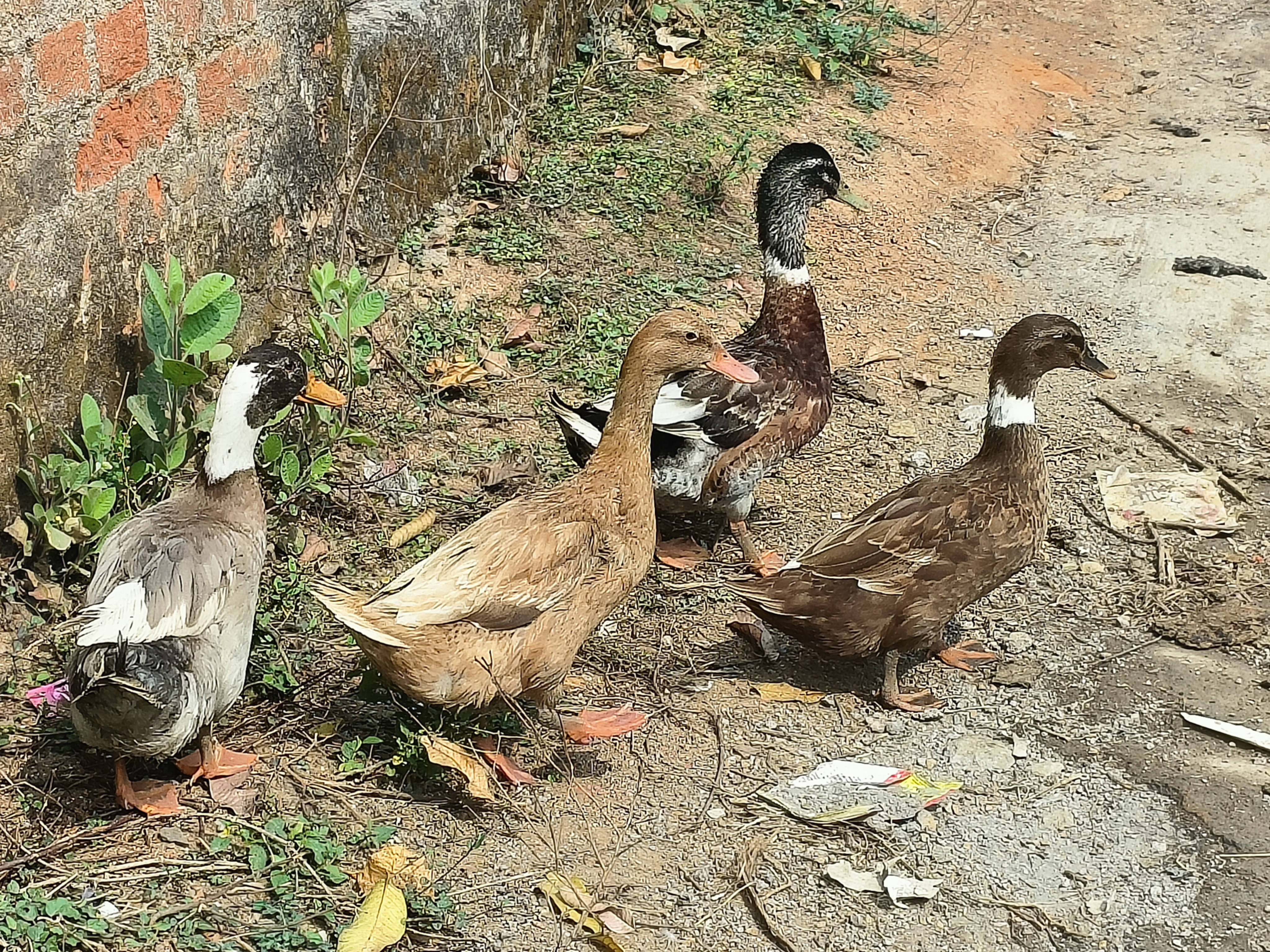 Duck's Parade