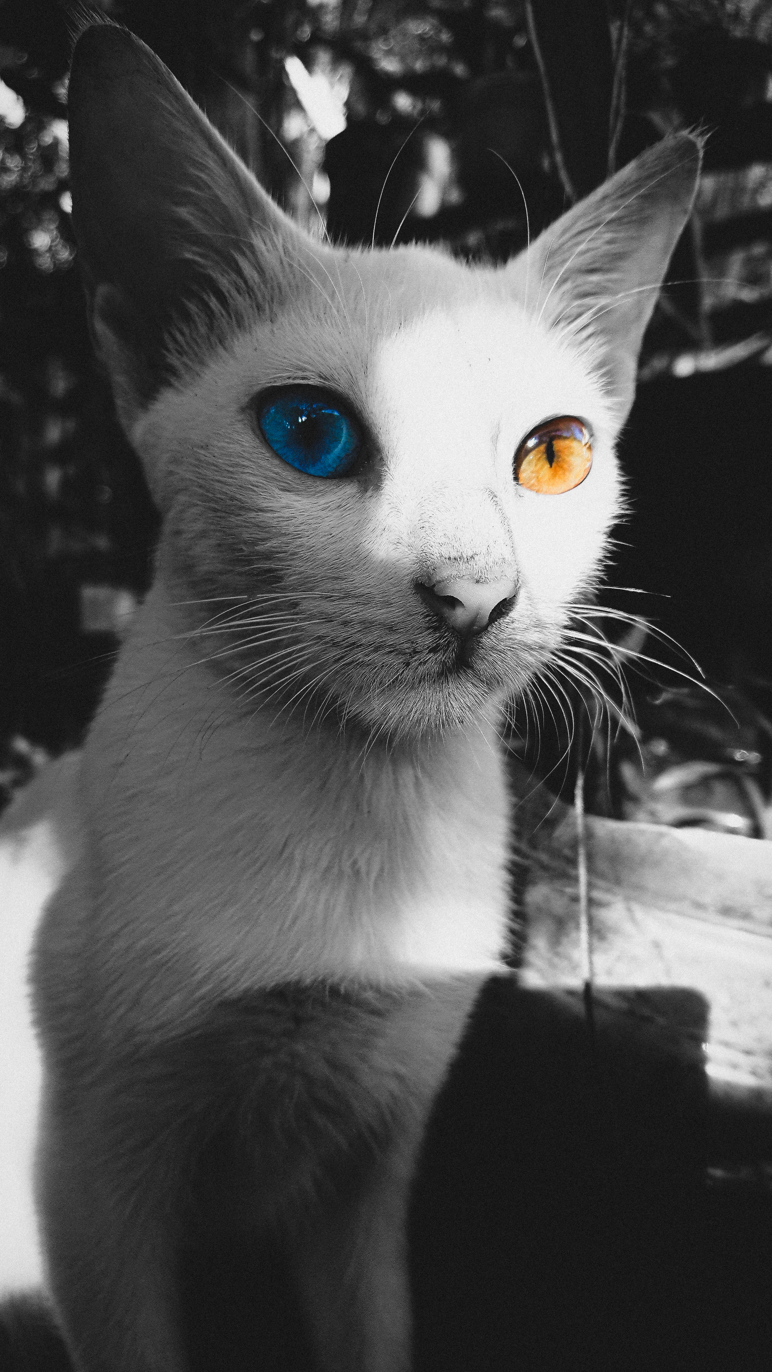 My Odd-eyed Cat