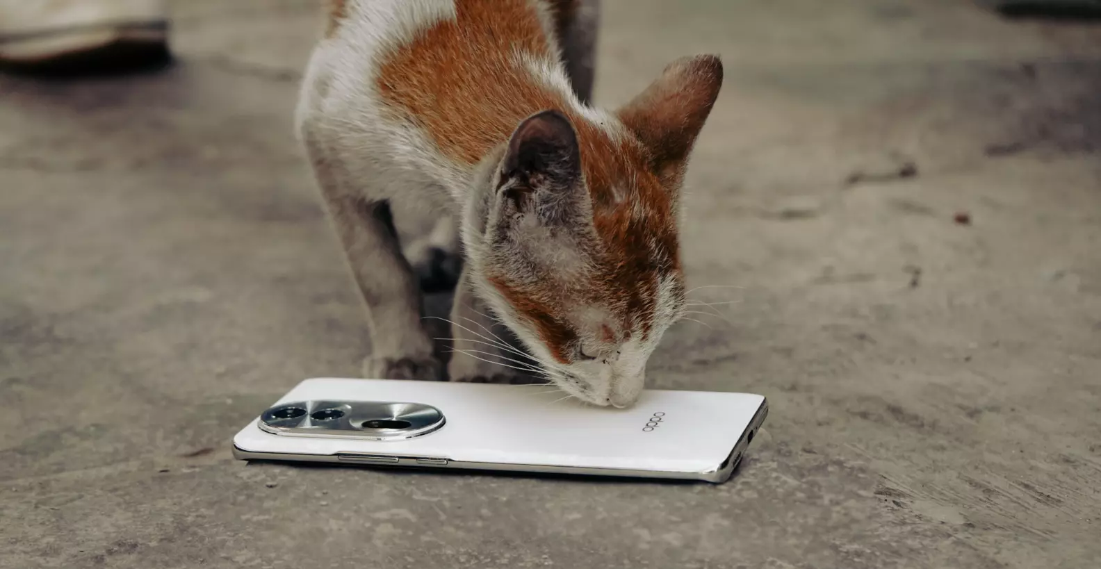 Let's capture the different moods of street cats with the OPPO Reno11 Pro