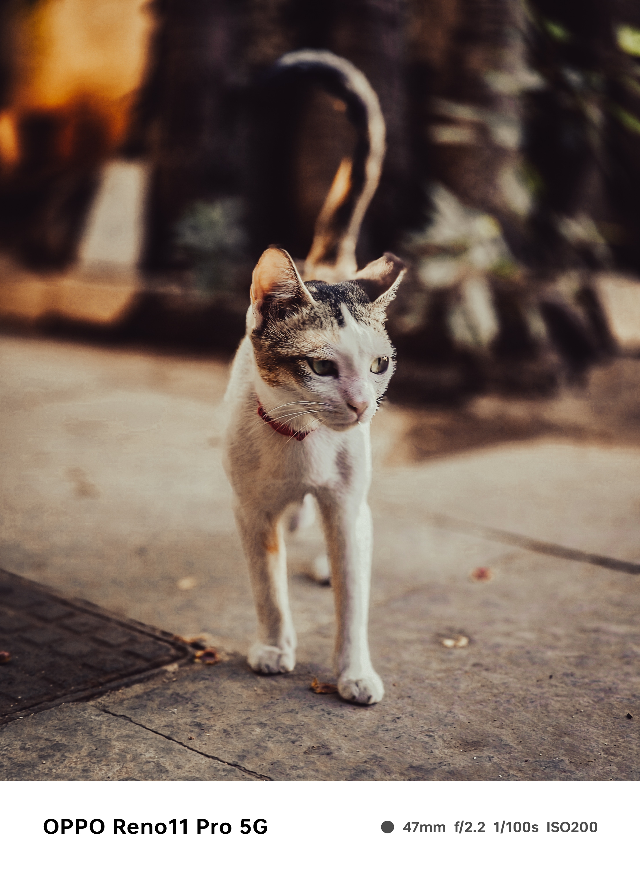 Let's capture the different moods of street cats with the OPPO Reno11 Pro