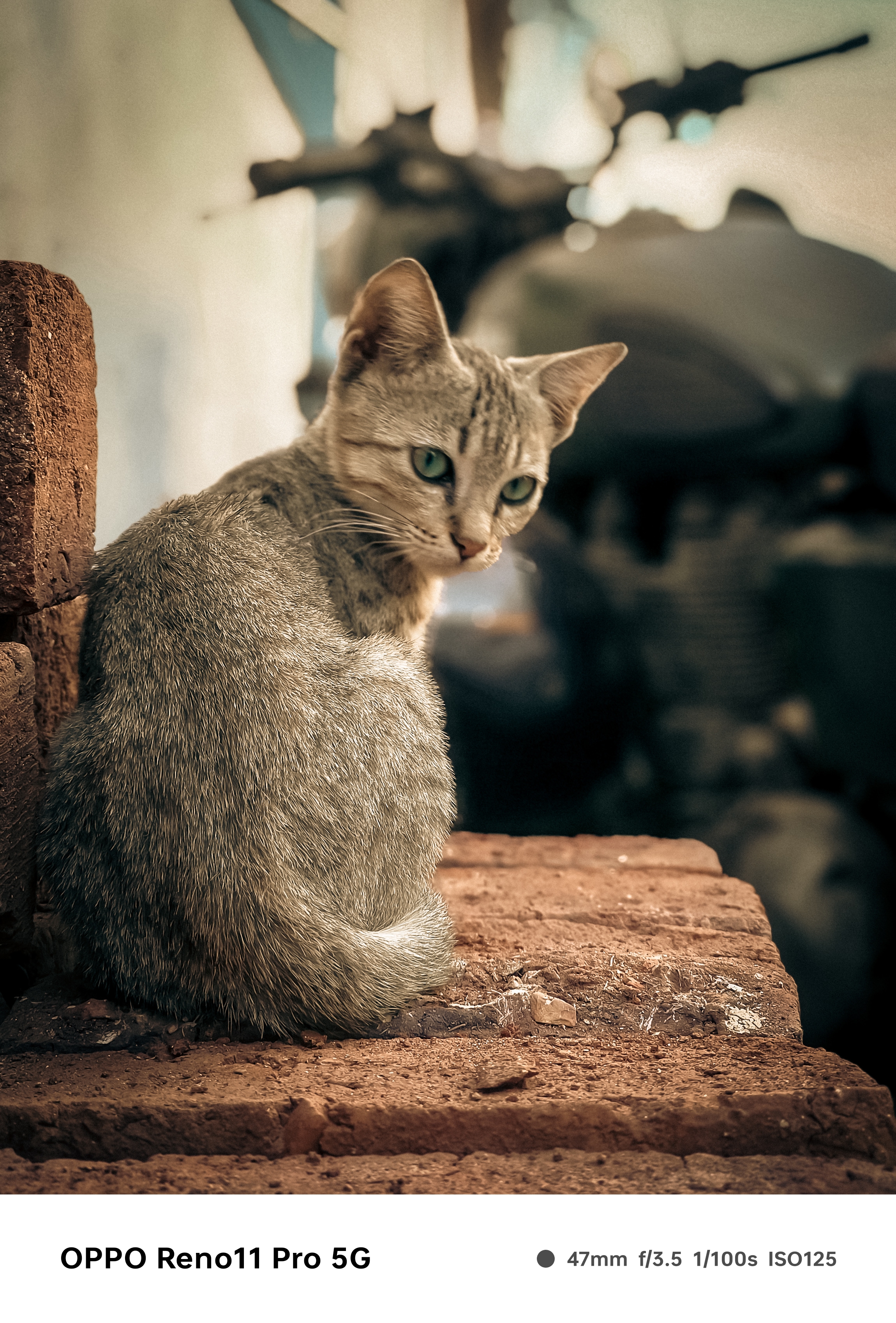 Let's capture the different moods of street cats with the OPPO Reno11 Pro