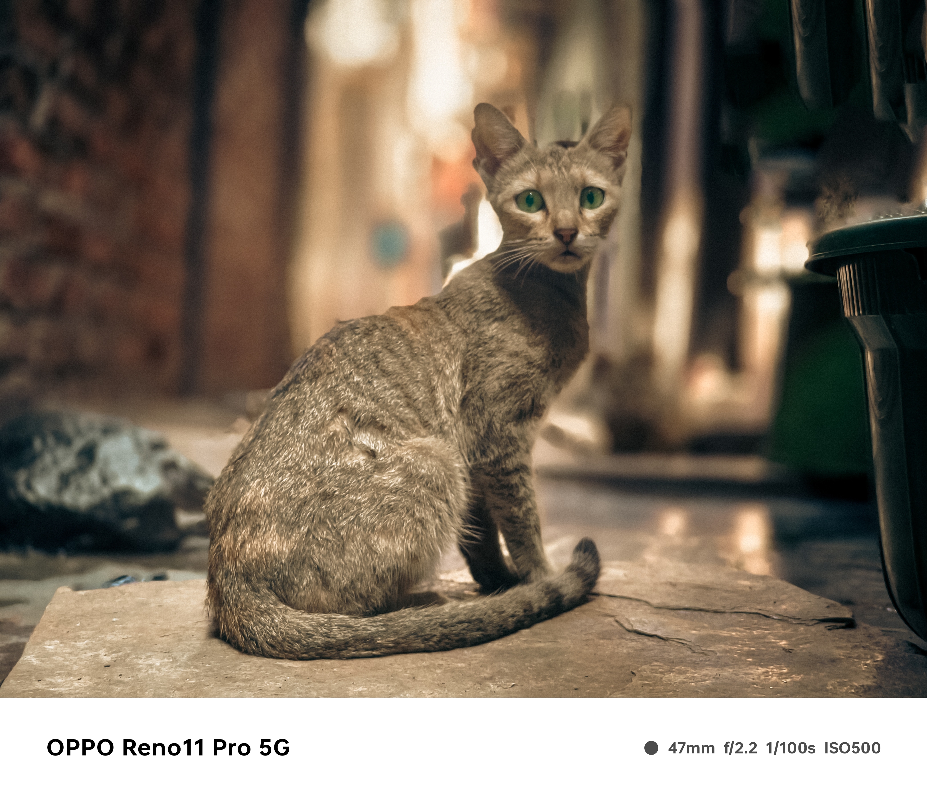 Let's capture the different moods of street cats with the OPPO Reno11 Pro