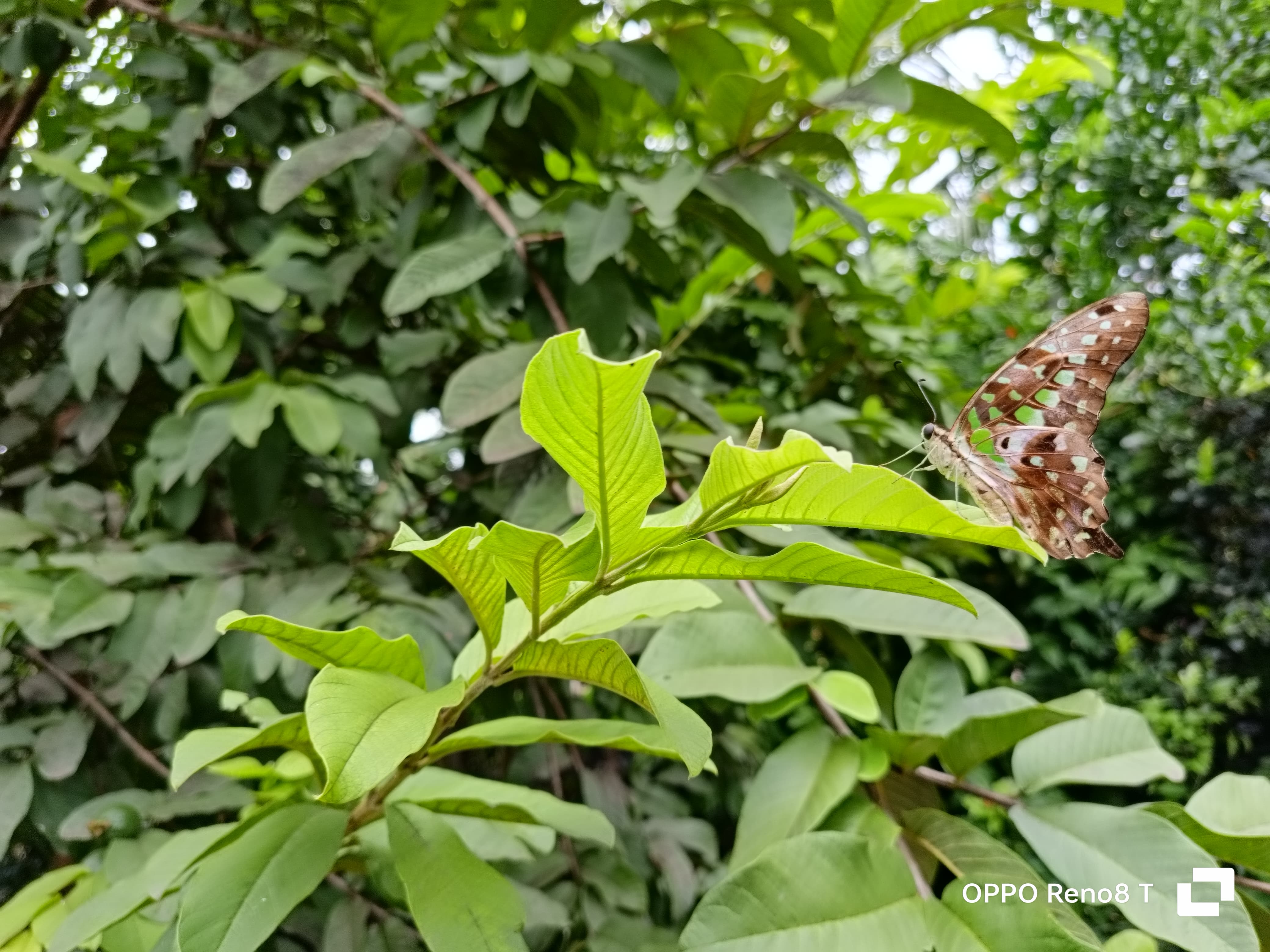 Tailed Jay