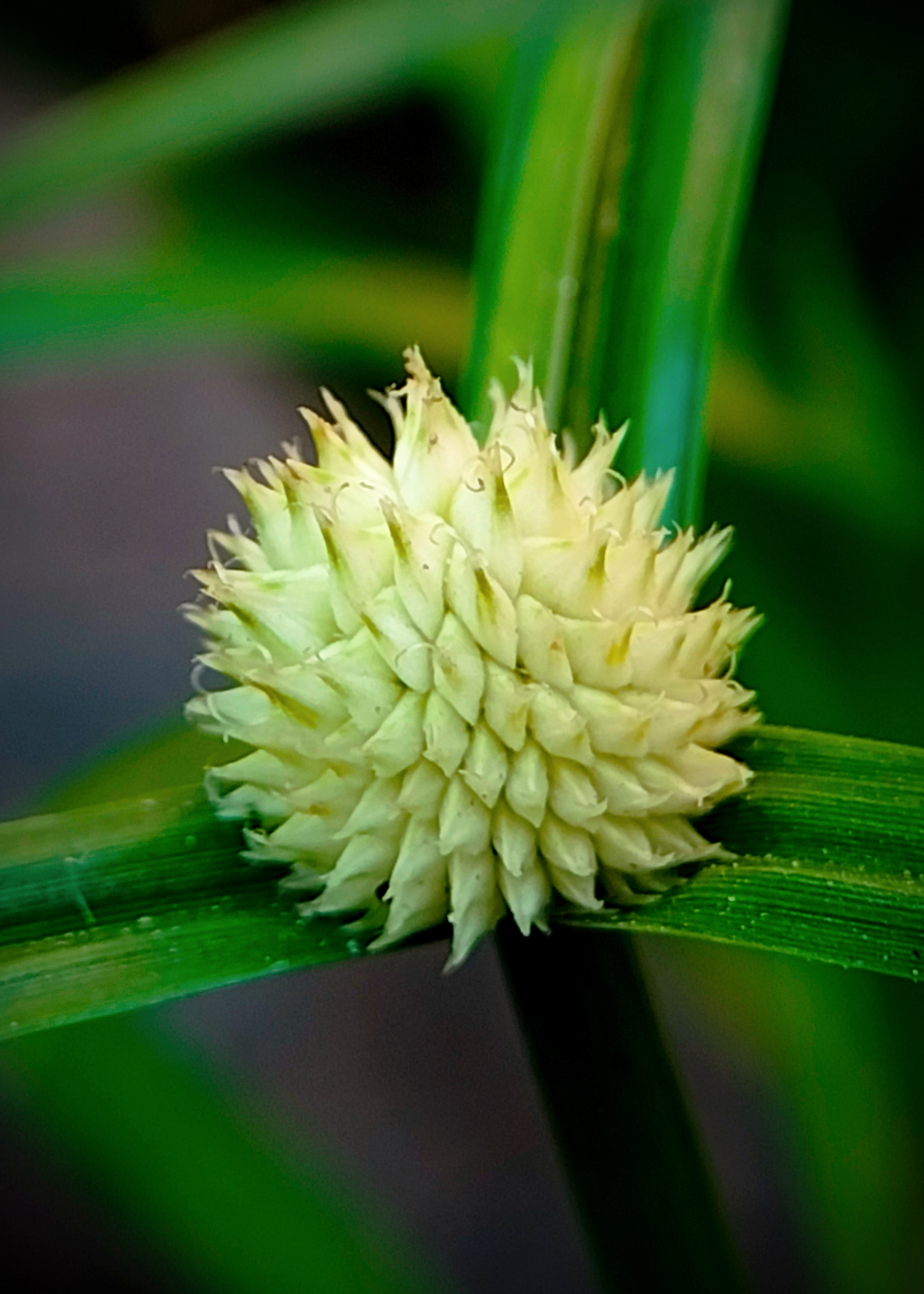 I love macro photography. Capturing small things beautifully