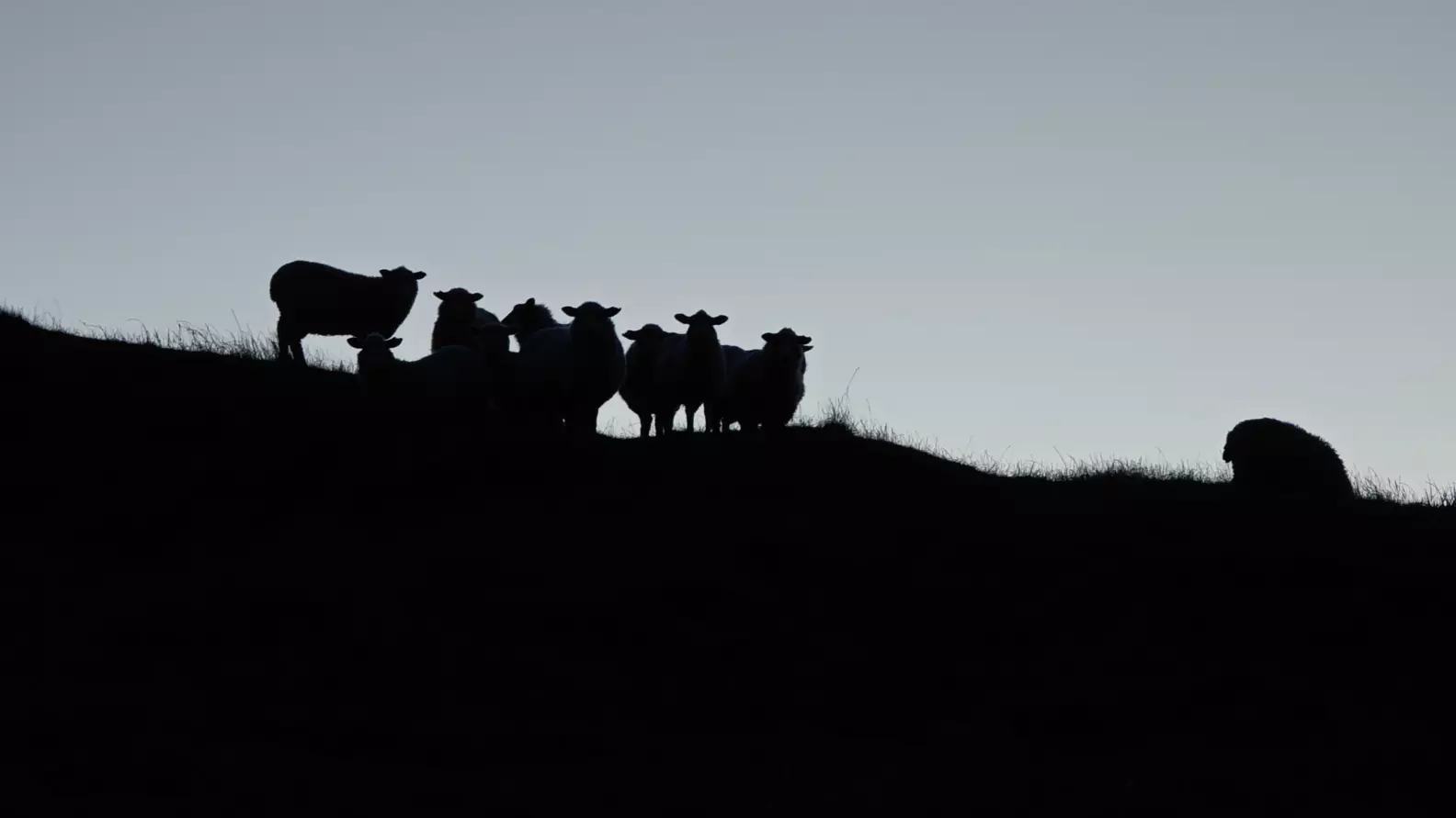 OPPO Global Community