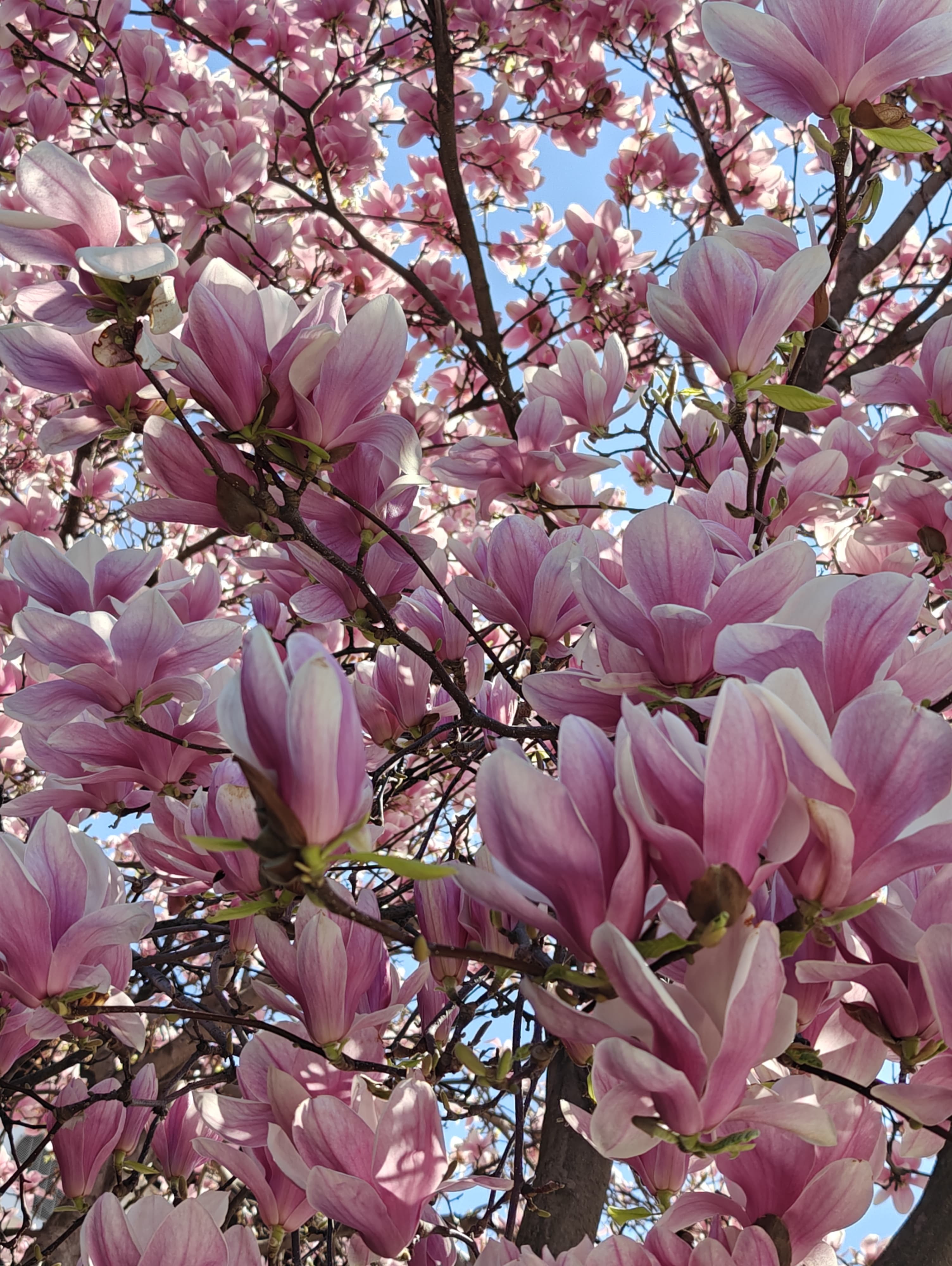 Random flowers