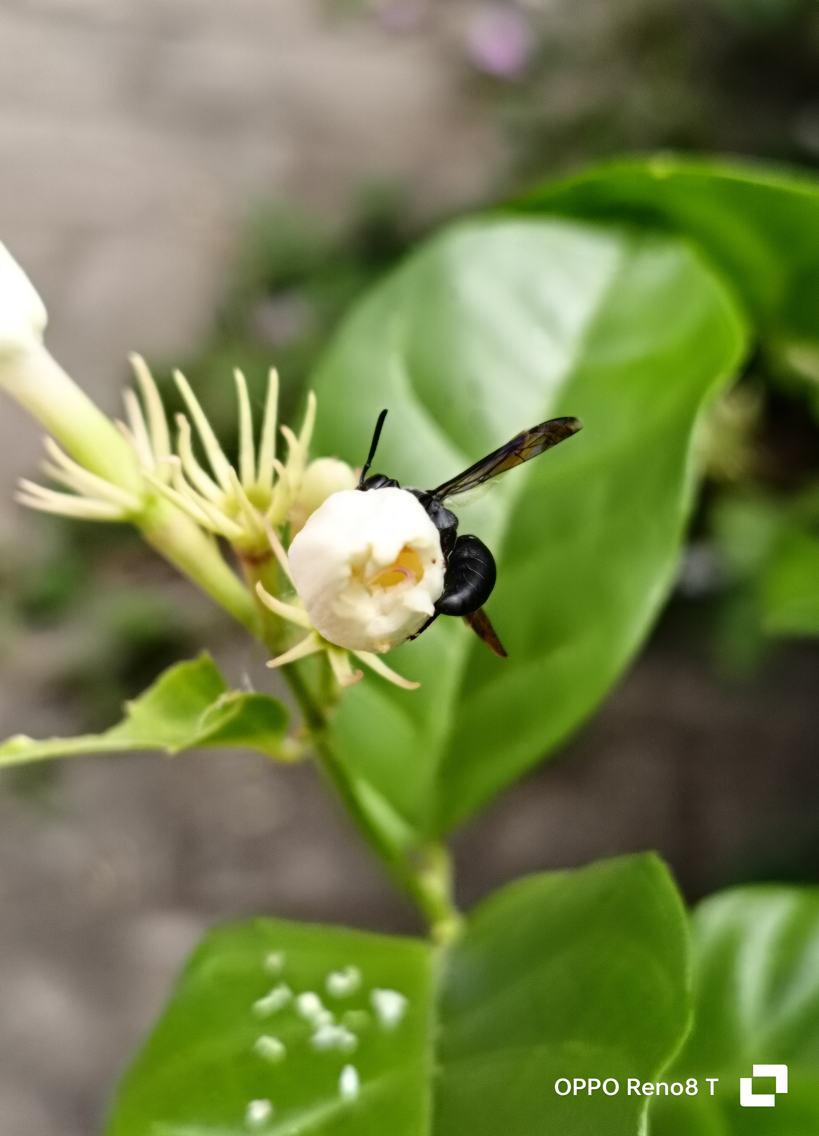 Carpenter Bee