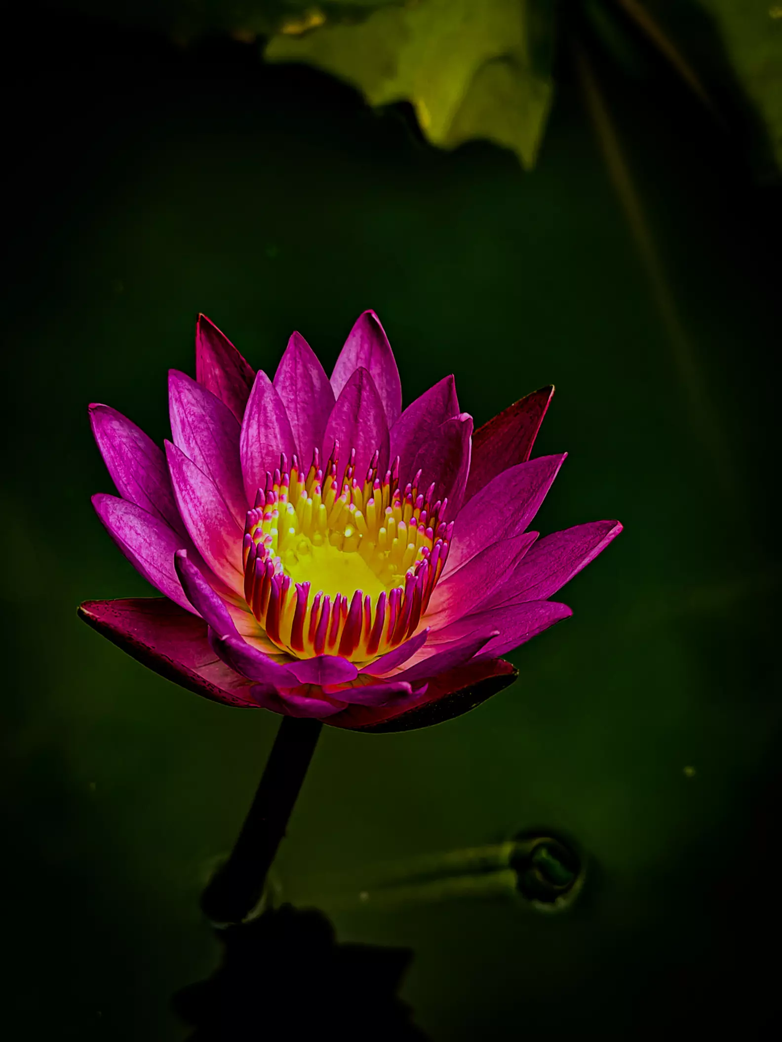 Random Flower ShotsShot on OnePlus11Edited: Lightroom