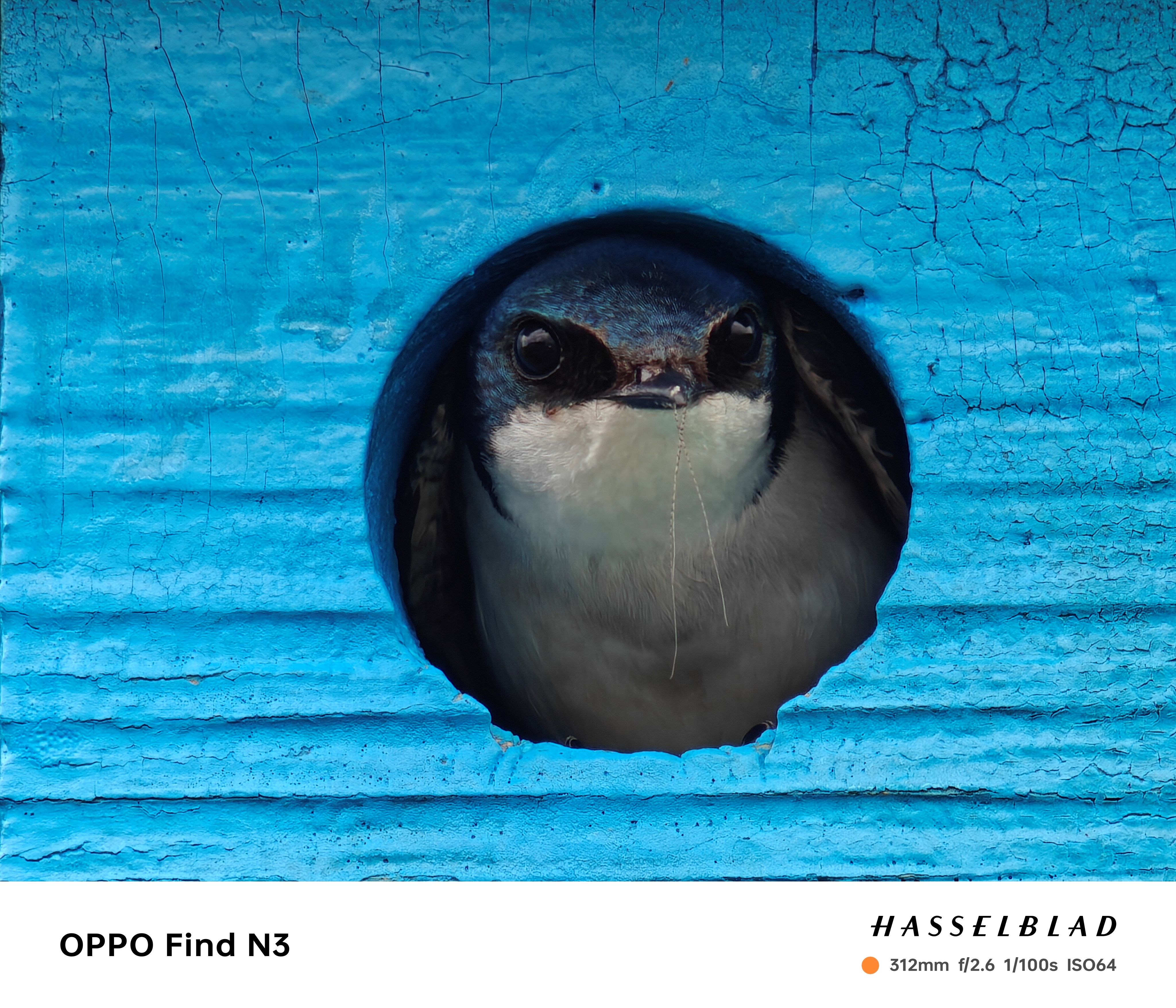 The Builders of the Nest, 谢谢, thank you OPPO!