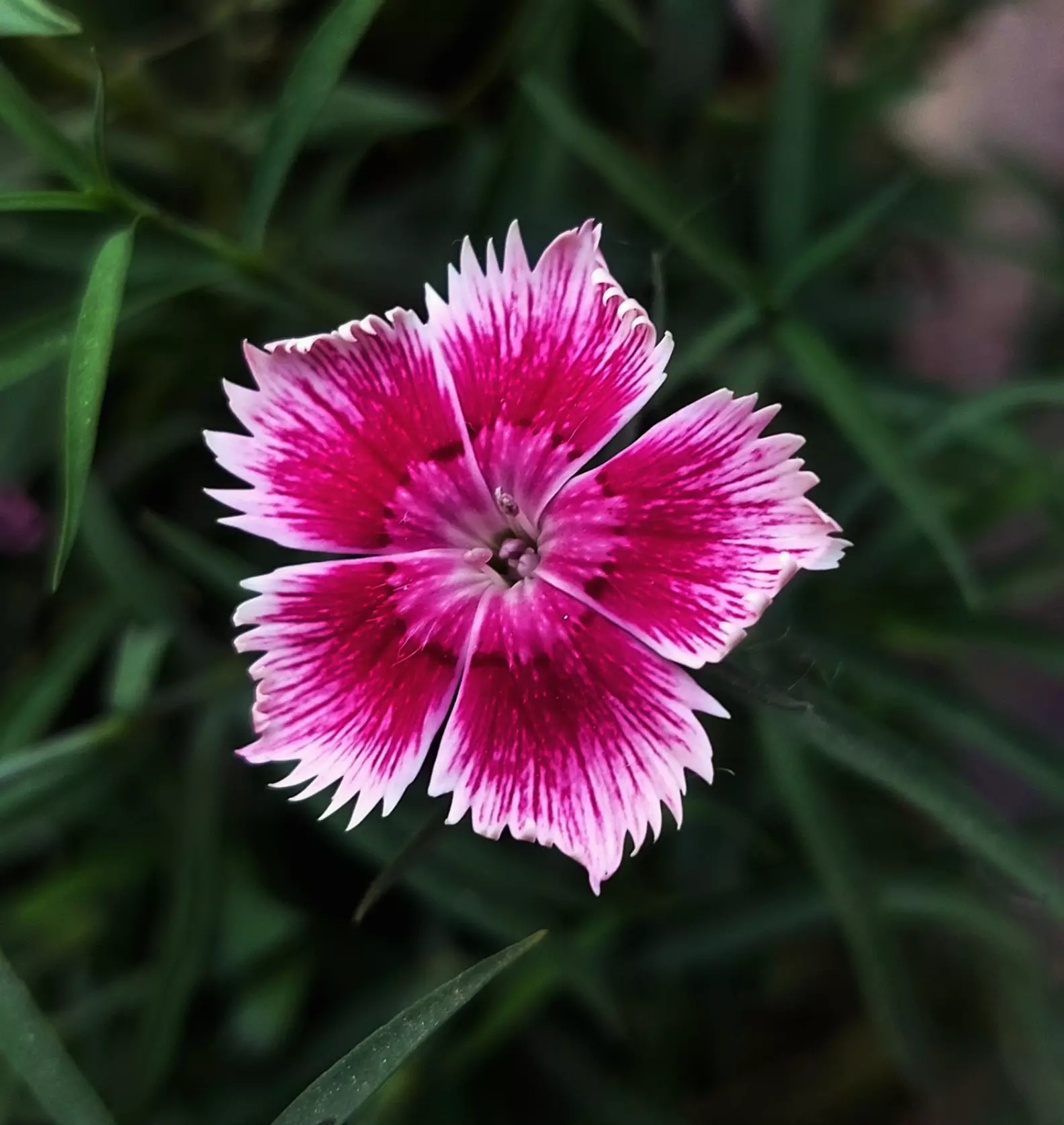 The Beauty of Nature: A Journey Through Flower Photography