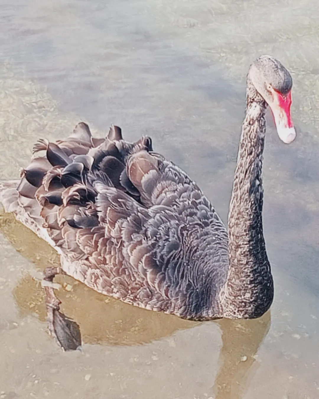 A swan from the local lake.Shot on a OPPO A38 Au.