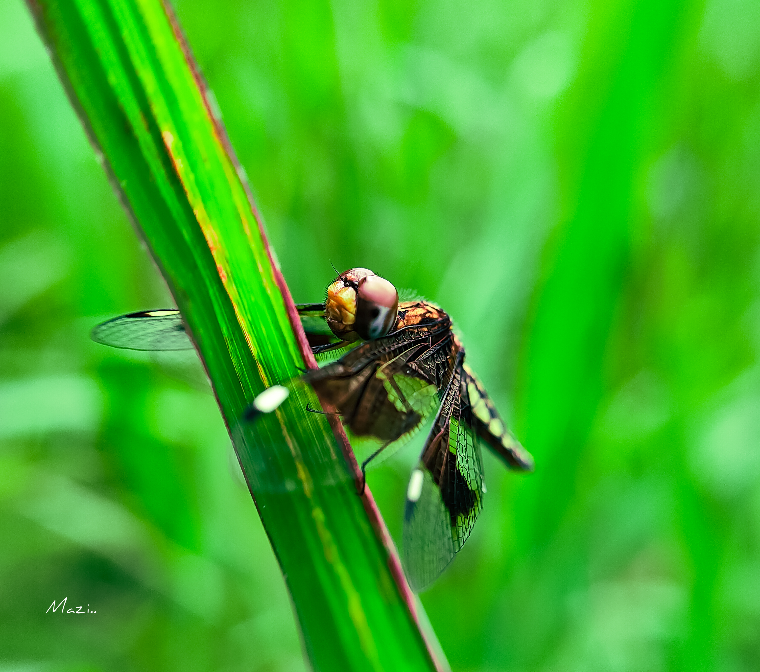 Exploring The Insect World 🪲🐝