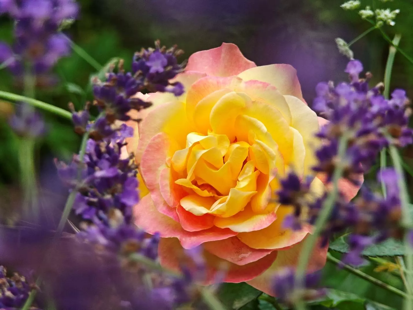 Capturing Nature's Beauty: Flower Photography