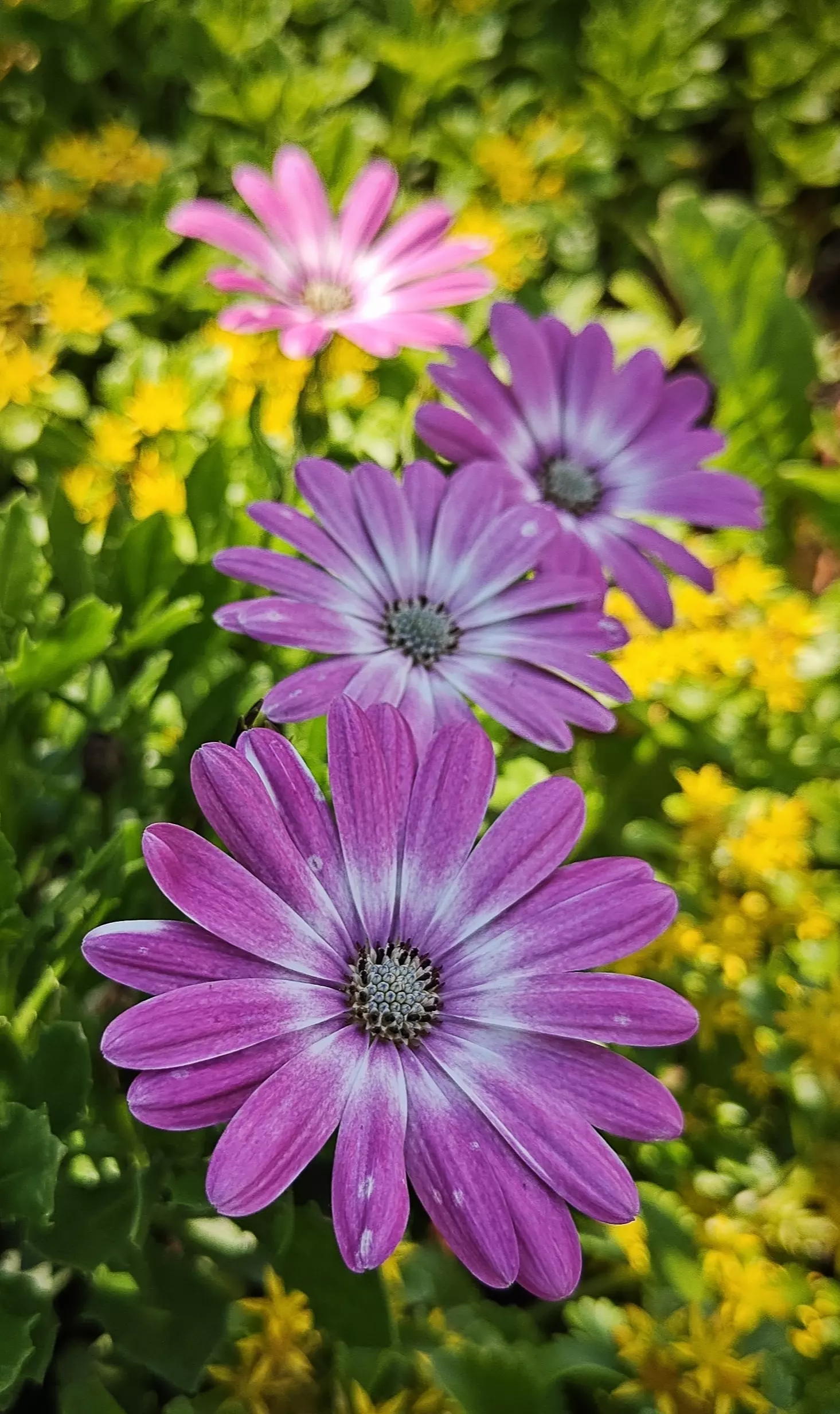 Let me share a few colorful flowers of this summer.Do you ha