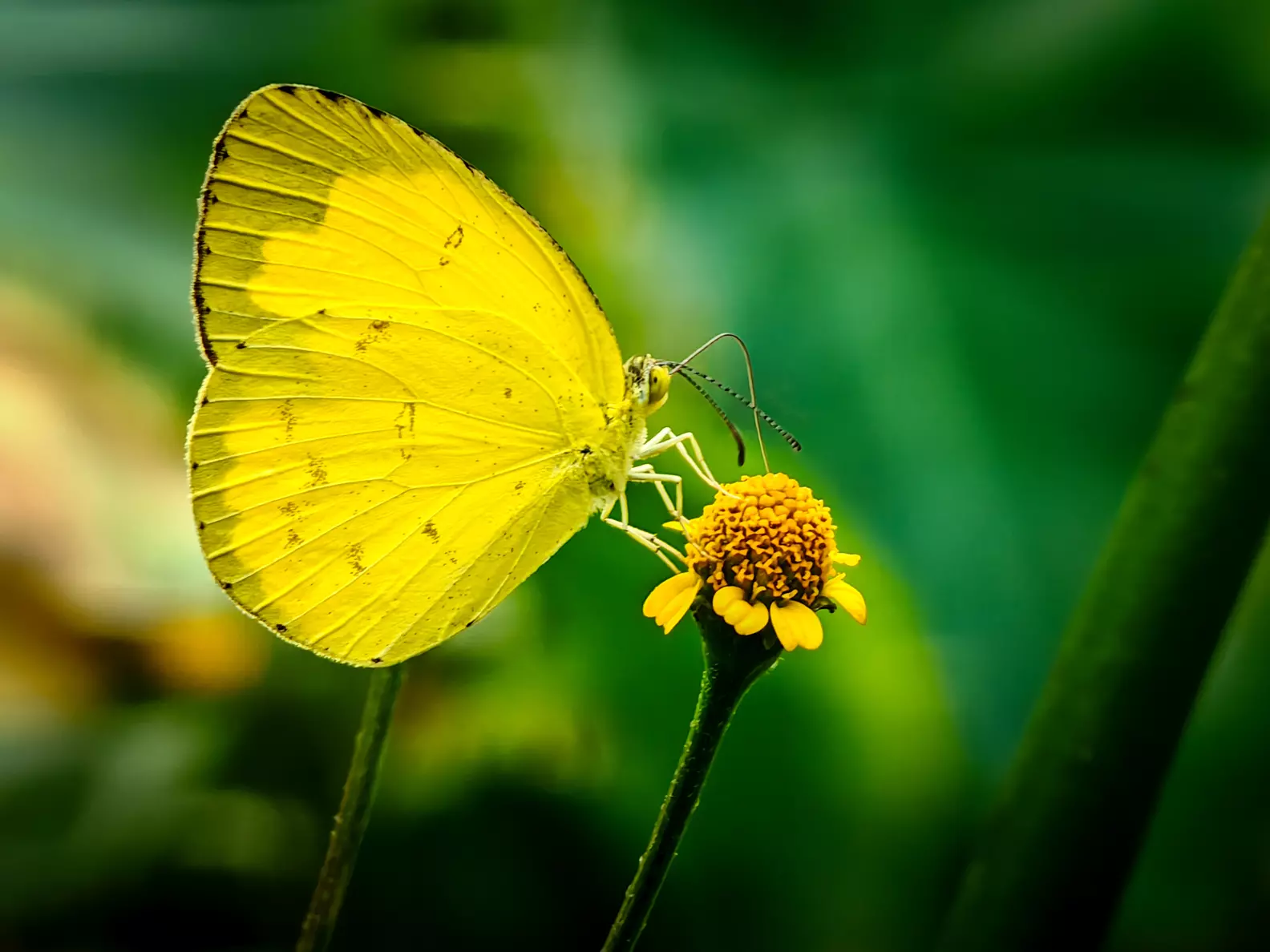 Macro Magic Unleashed: A Street Photographer's Macro Adventure With The OPPO Find X7 Ultra