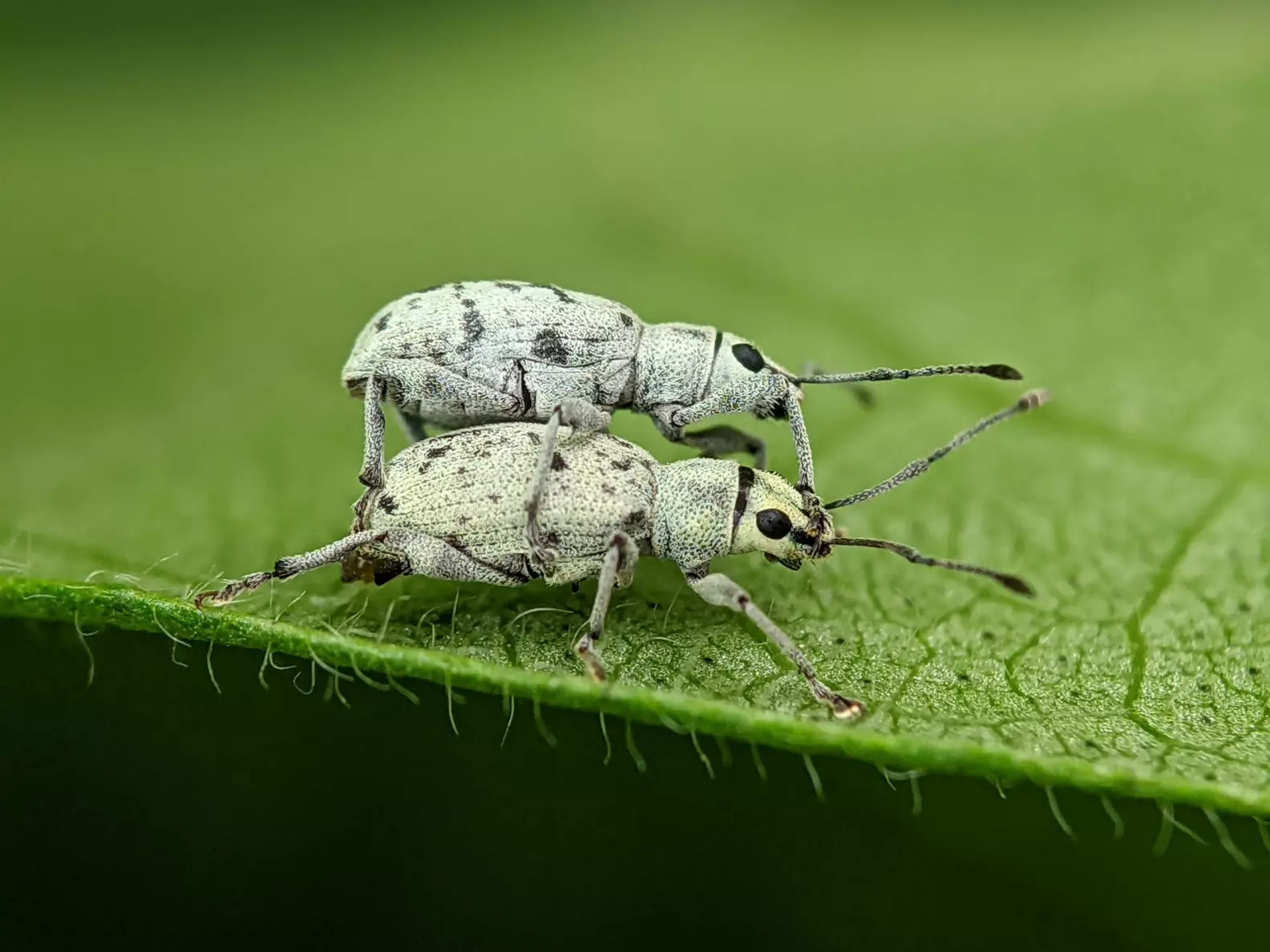 Weevils with Saipixels
