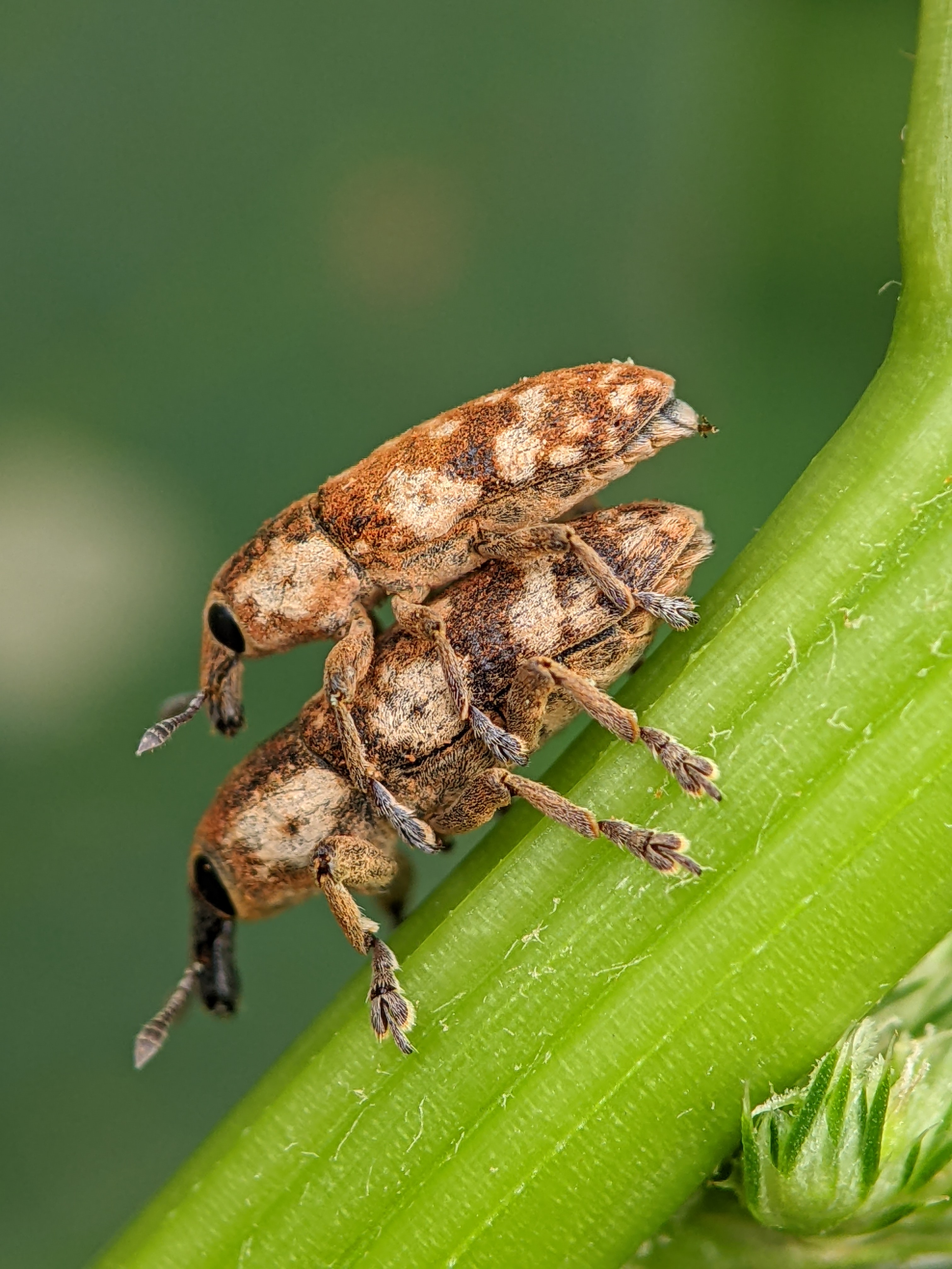 Weevils with Saipixels