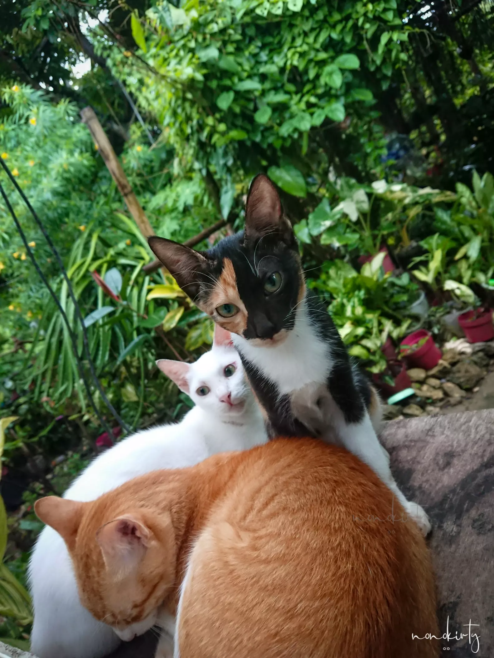 Meet 3 of My 7 Cats!
