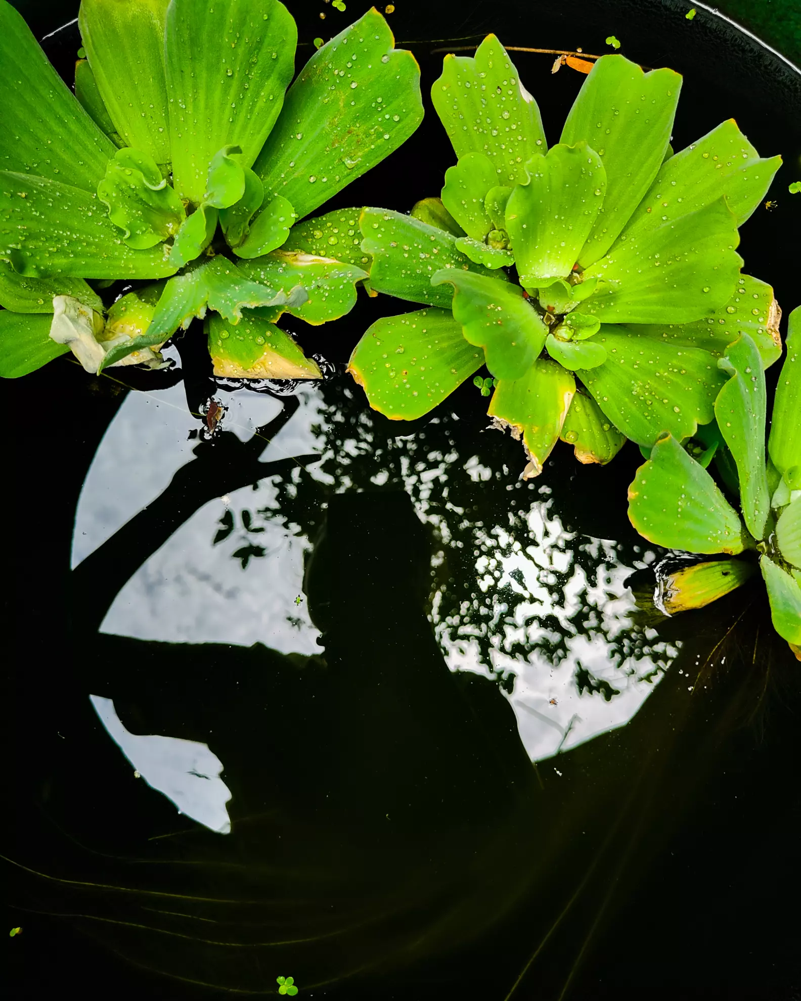Tips & Tricks for Reflection Photography