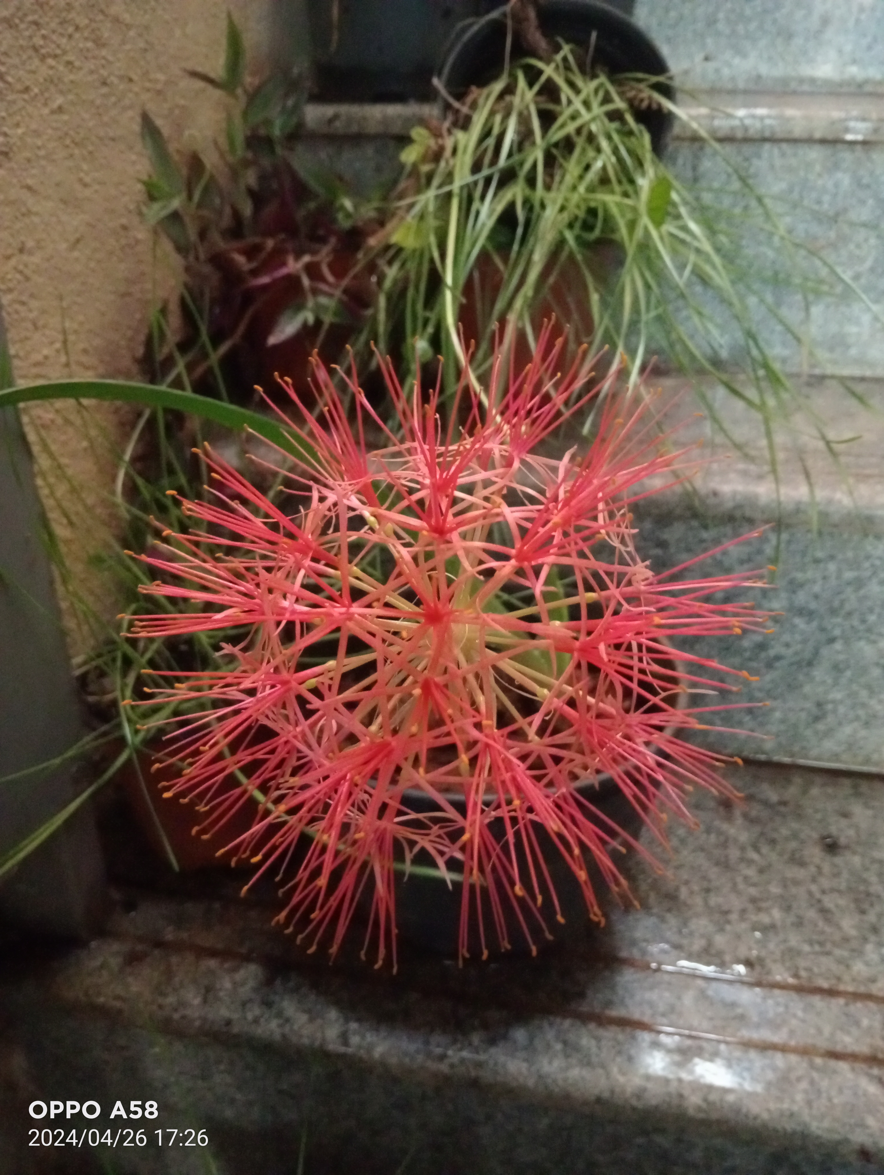 Scadoxus Multiflorus Fire Ball Lily/Football LilyScadoxus Bu