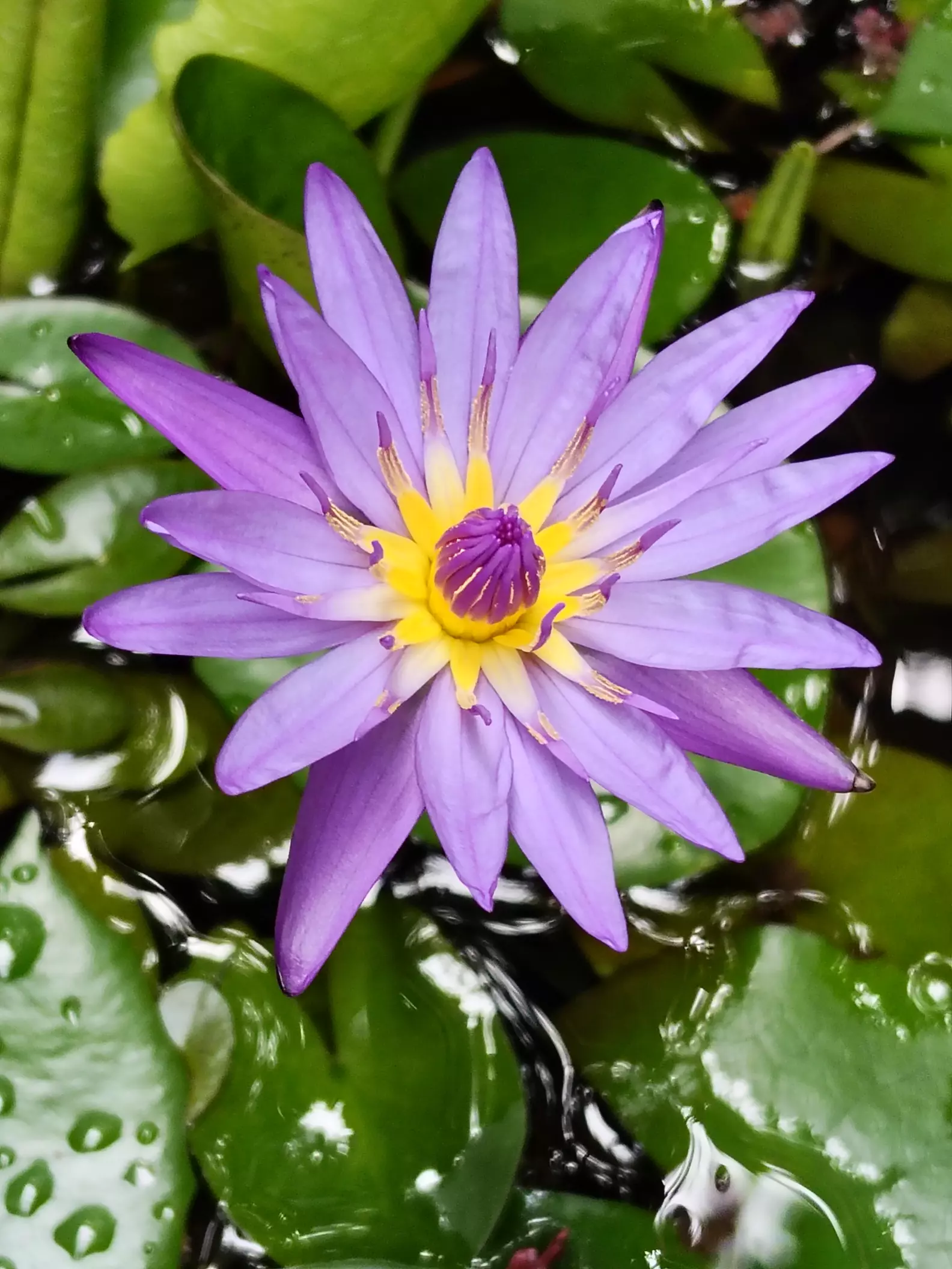 Water lilies in my garden