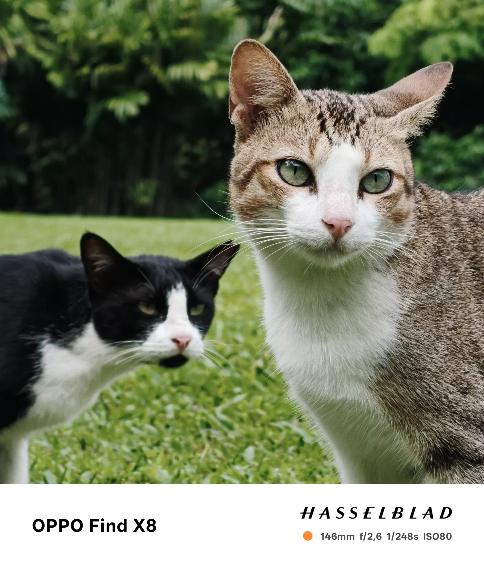 Meow meow meow moment with these cute creatures 😍#OPPOfindX