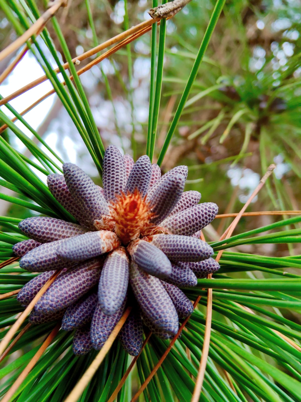 Macro photography, also known as high-magnification close-up