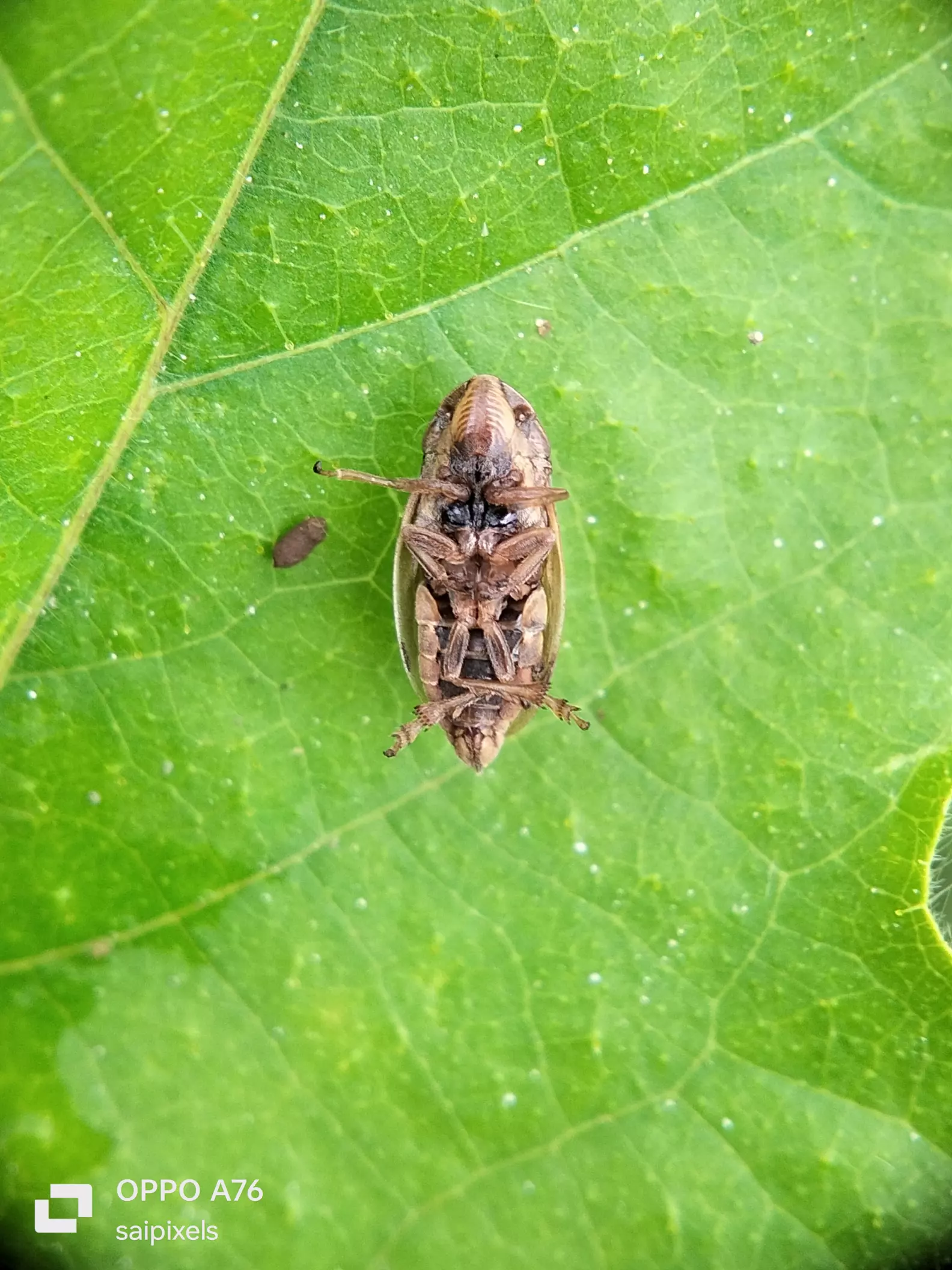 Macro world from oppo ️ Rain+macro insects = 💚