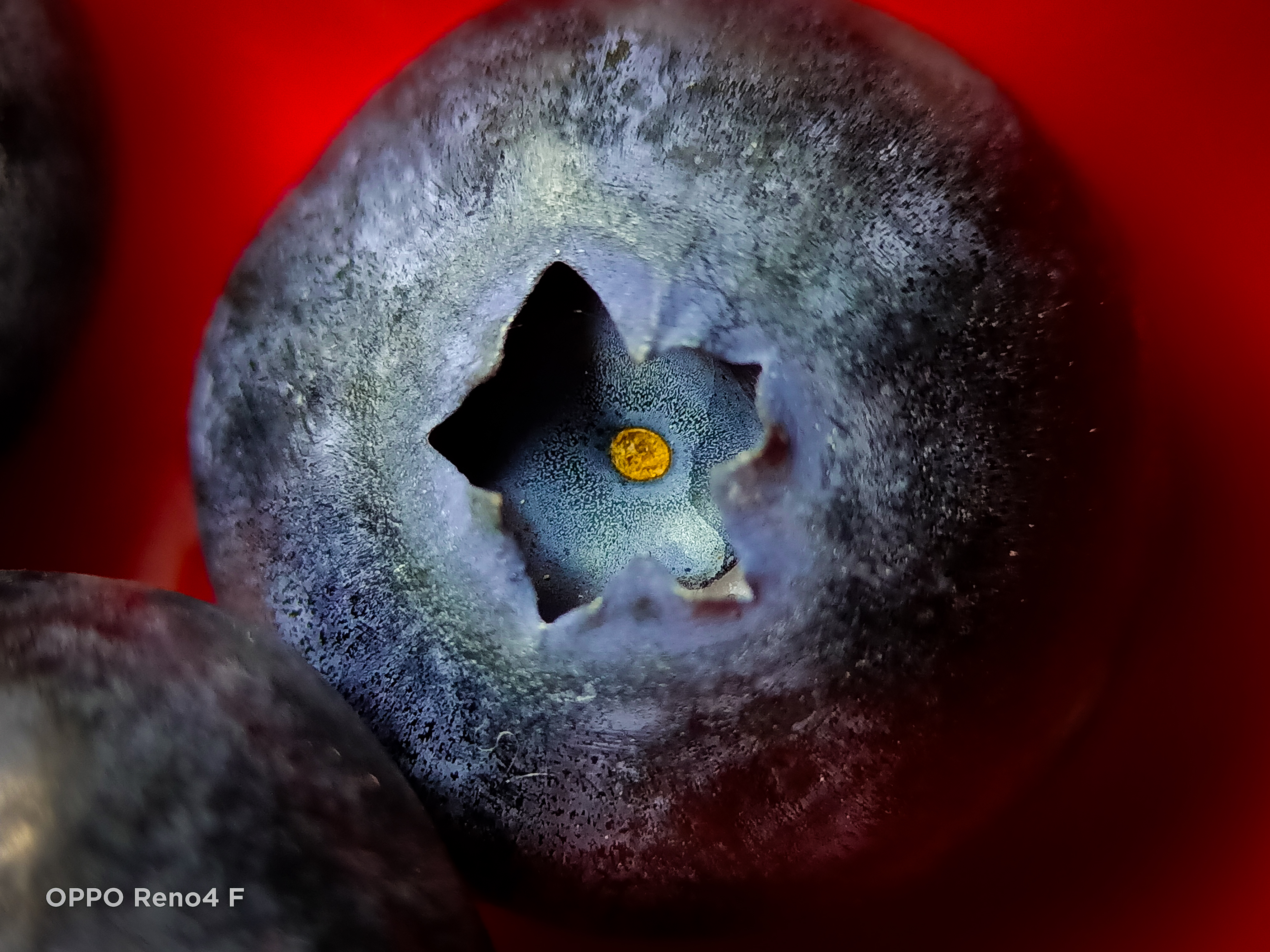 Under close focus, the surface of a blueberry looks almost l