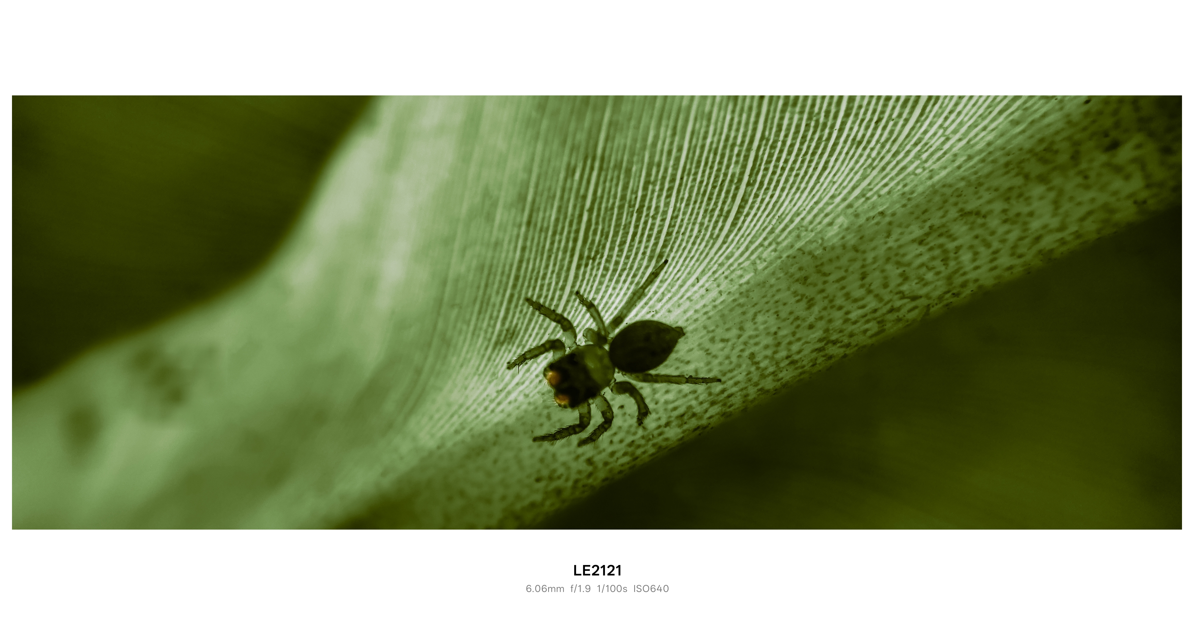 XPAN - The Art of Cinematic Vision